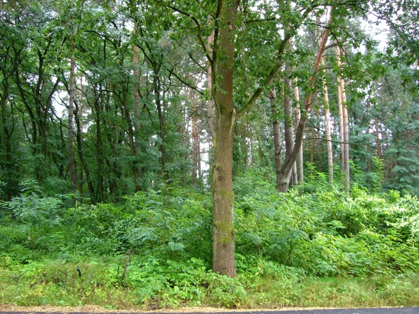 Neues Bauvorhaben in Michendorf/OT Wilhelmshorst - Baubetreuung in ...